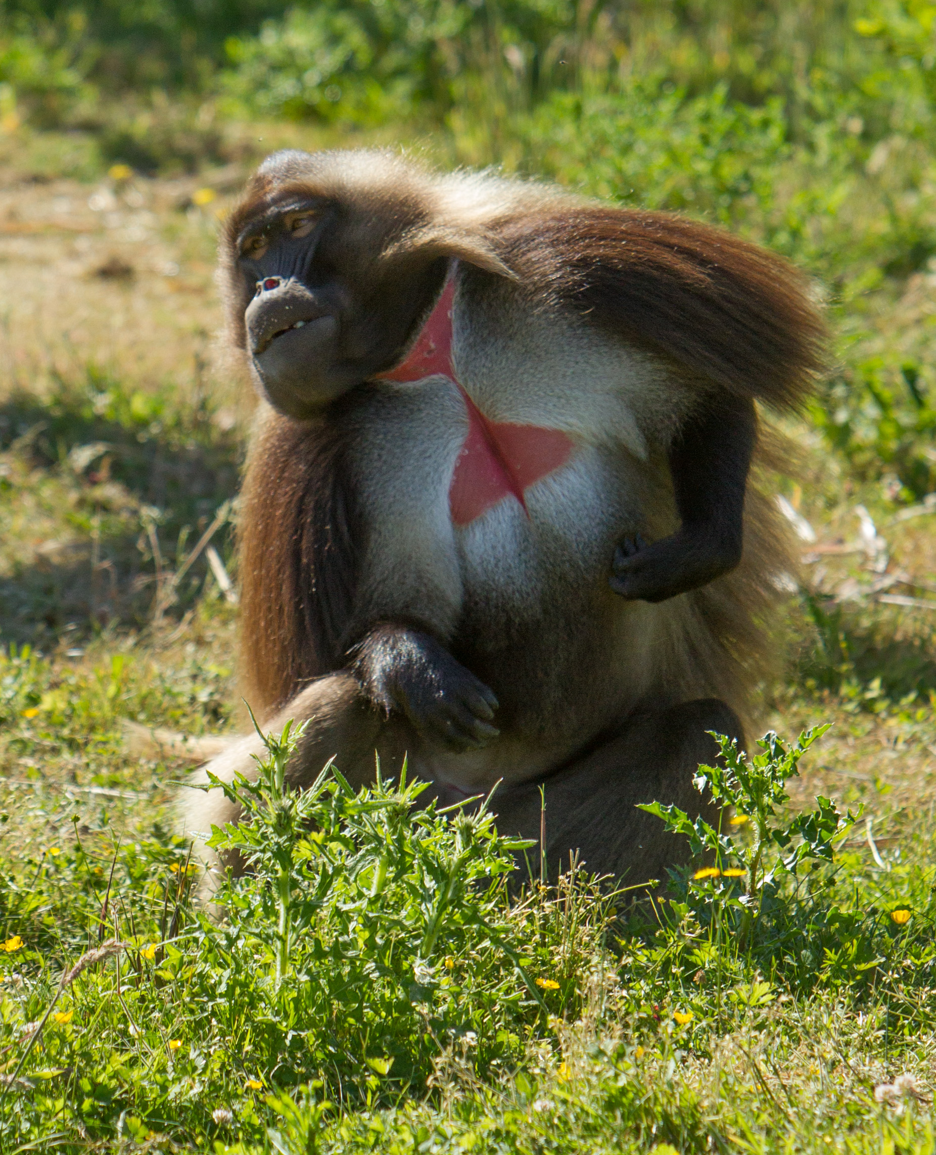 Ethiopian endemic mammals — In Fact Everything Ethiopia