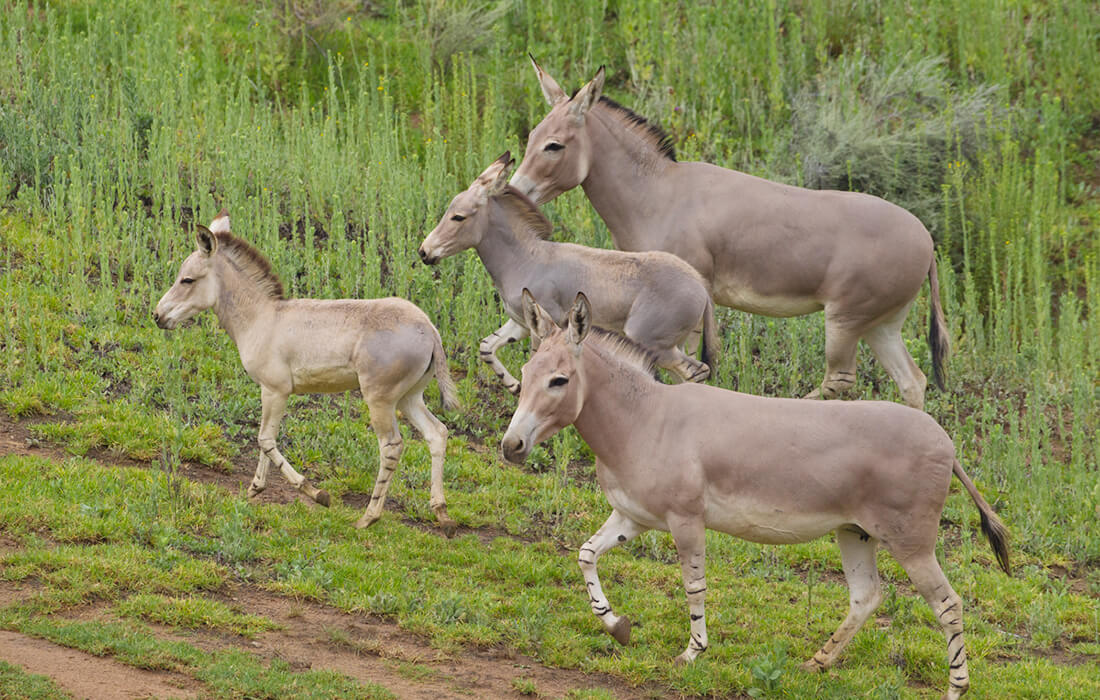 Ethiopian endemic mammals — In Fact Everything Ethiopia